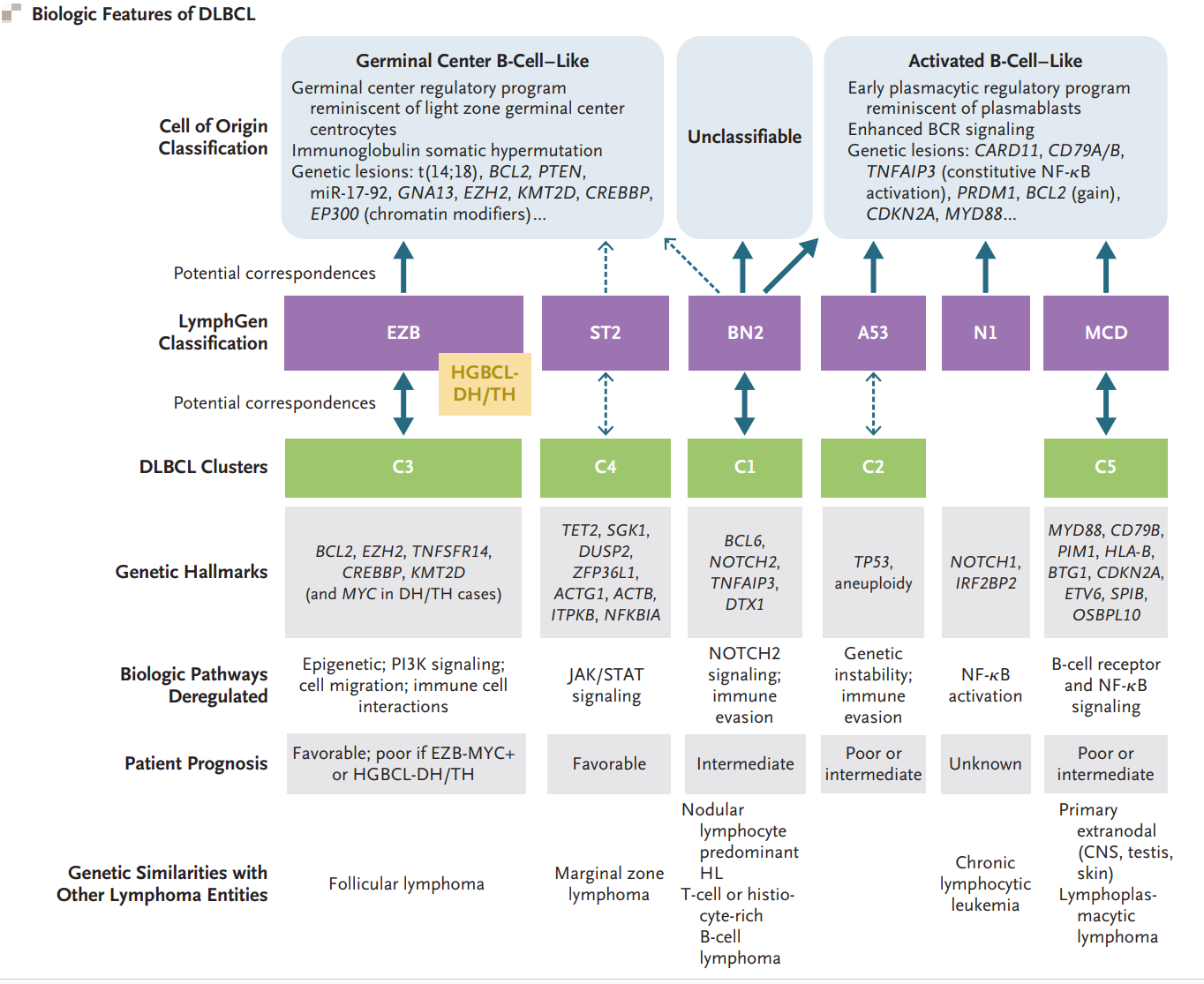 弥漫大B细胞淋巴瘤（DLBCL）基因分型_淋巴瘤_淋巴瘤介绍 - 好大夫在线