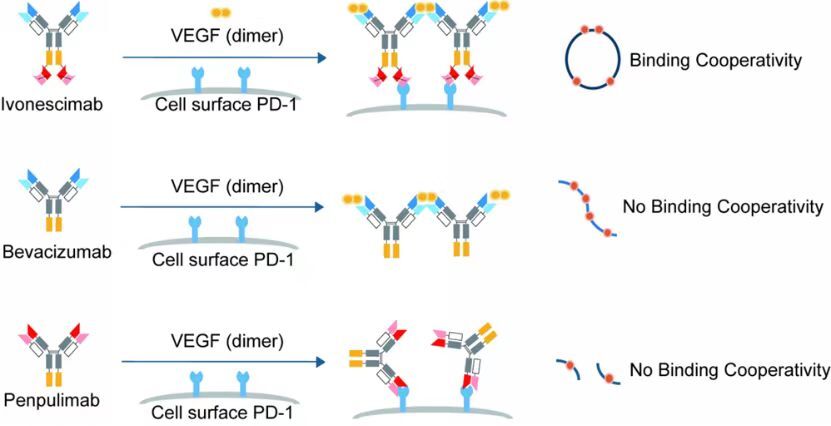 认识治疗肺癌的双抗药物依沃西单抗_肺癌_肺癌治疗方式 - 好大夫在线