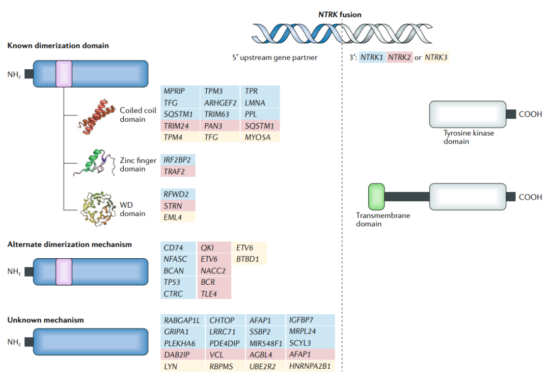 肿瘤NTRK融合基因的致病机制以及药物（2023年7月更新）_淋巴瘤_淋巴瘤治疗方式 - 好大夫在线