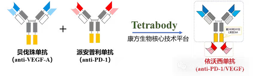 认识治疗肺癌的双抗药物依沃西单抗_肺癌_肺癌治疗方式 - 好大夫在线