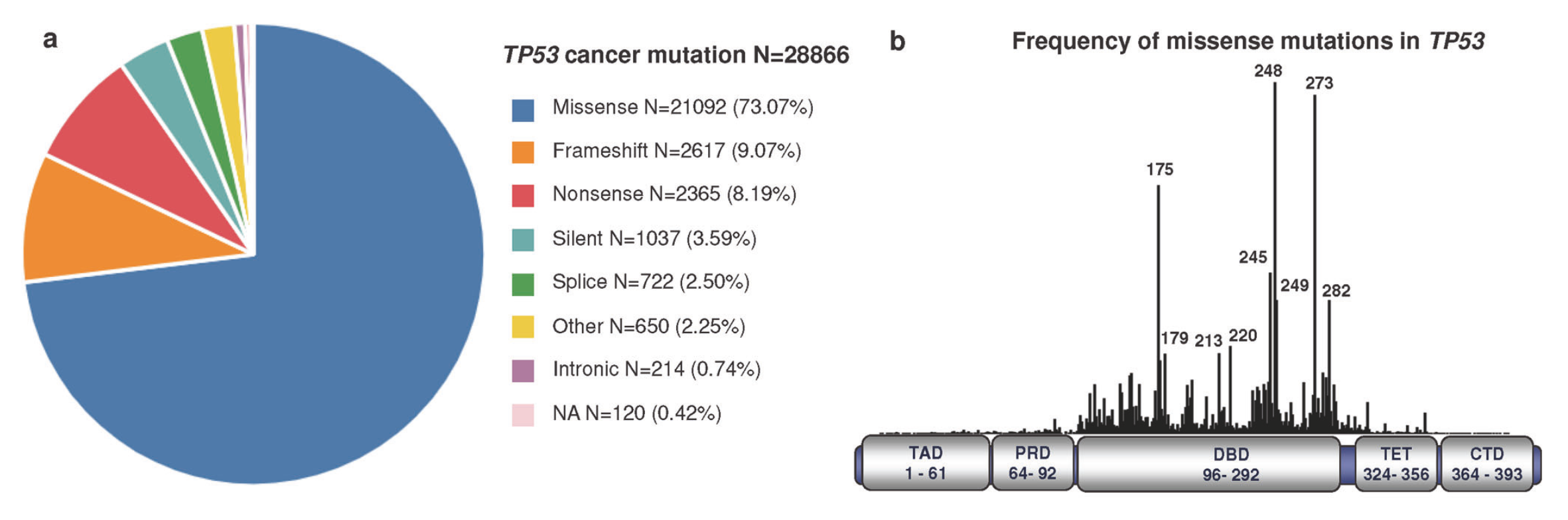 如何解读基因检测报告中的TP53基因突变？ - 好大夫在线