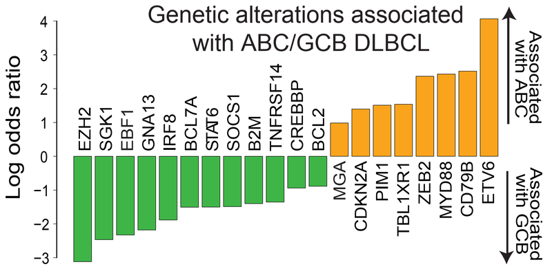 弥漫大B细胞淋巴瘤（DLBCL）基因分型_淋巴瘤_淋巴瘤介绍 - 好大夫在线