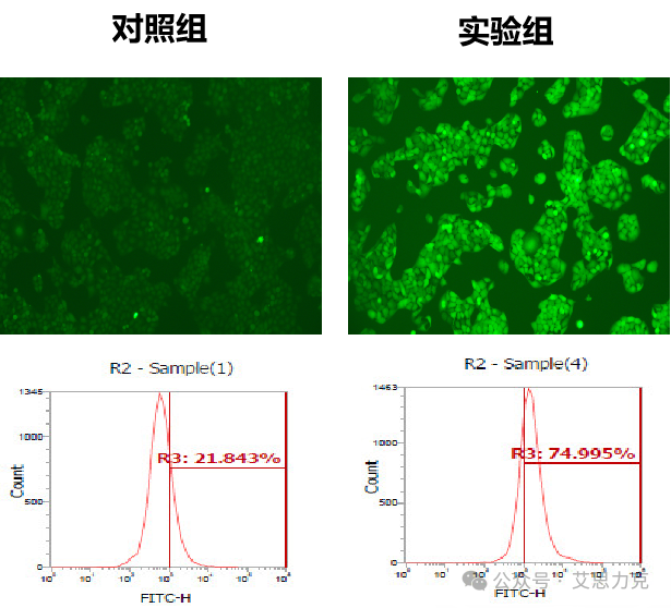 科研干货 | 一文搞懂流式活性氧（ROS）实验_肺癌_肺癌检查 - 好大夫在线