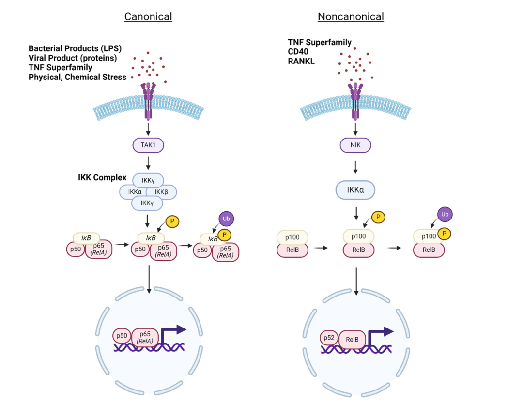 NF-κB 作为中枢神经系统炎症的诱导调节剂 - 好大夫在线